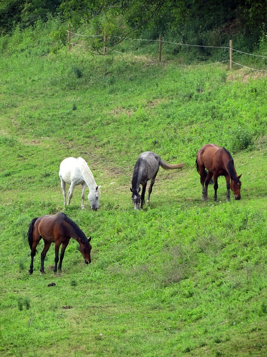 Grass Pasture Horses - Free photo on Pixabay - Pixabay