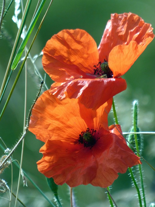 Flowers Poppies Nature - Free photo on Pixabay