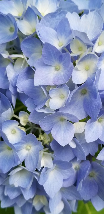 Hydrangea Kelopak Bunga - Foto gratis di Pixabay - Pixabay