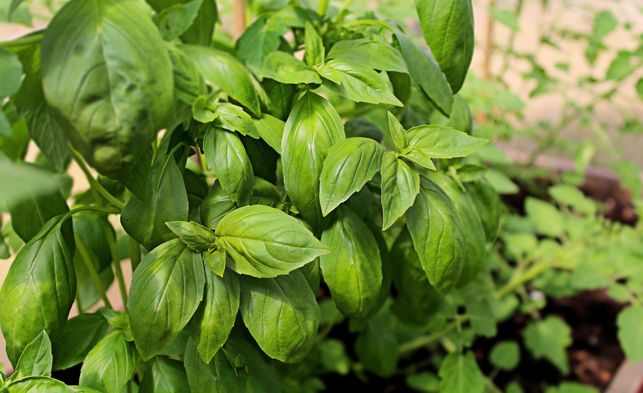 Basil Greenhouse Nursery - Free photo on Pixabay - Pixabay