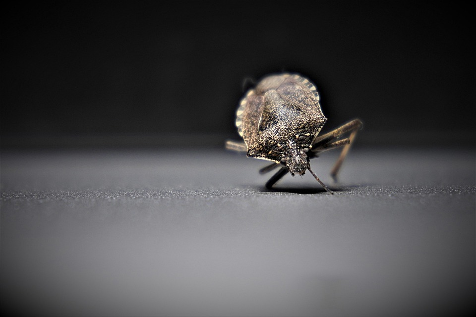 Bedbugs Insect - Free photo on Pixabay - Pixabay