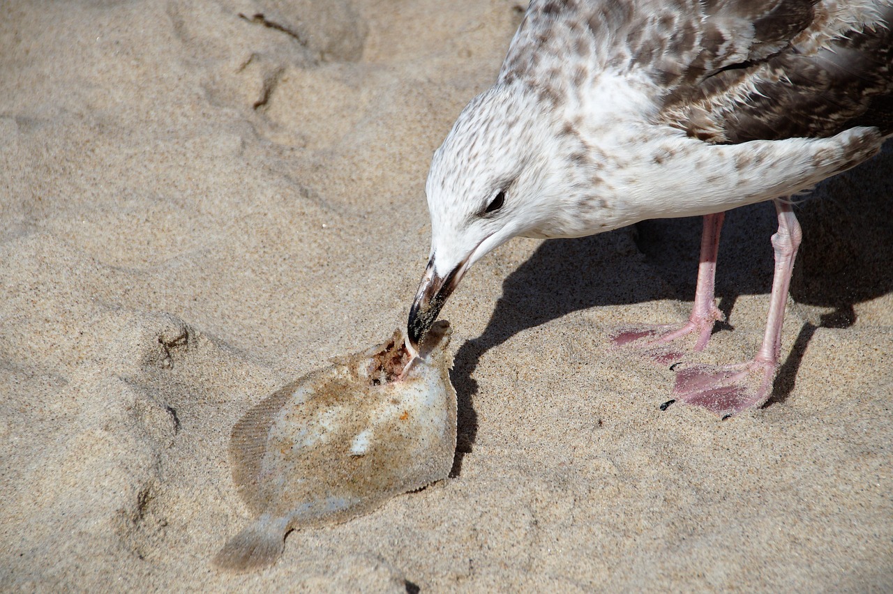 Seagull Spoil Catch - Free photo on Pixabay