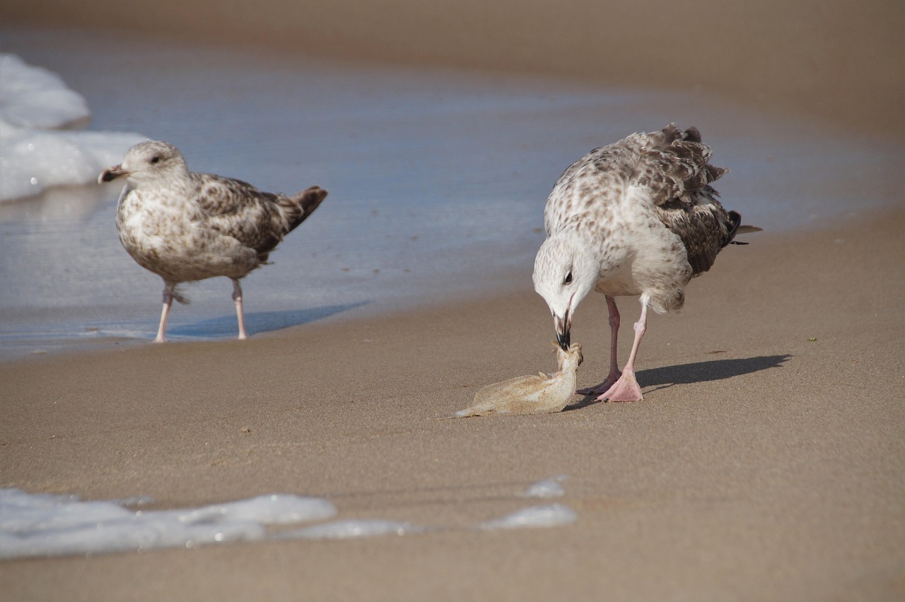 Seagull Spoil Catch - Free photo on Pixabay
