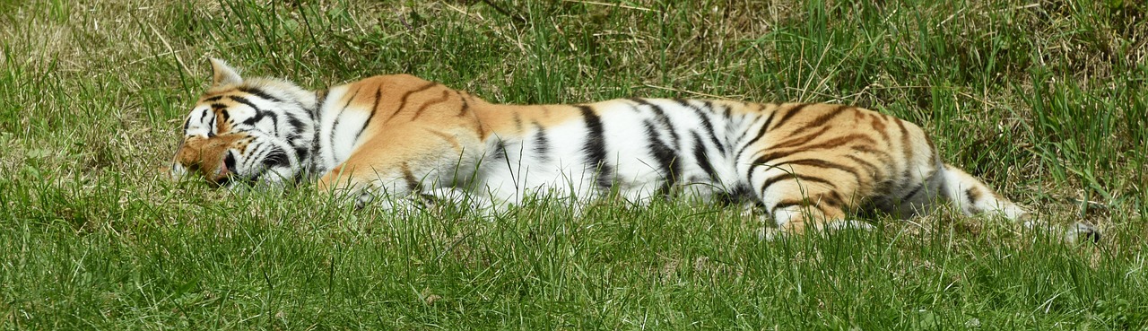 10,000+ Free Sleeping Tiger & Animal Images - Pixabay