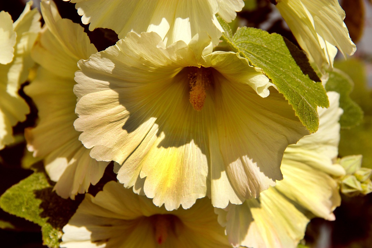 Flowers Hollyhocks Bloom - Free photo on Pixabay