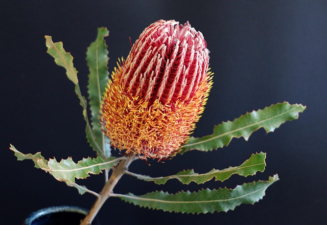 Native Flower Banksia - Free photo on Pixabay - Pixabay