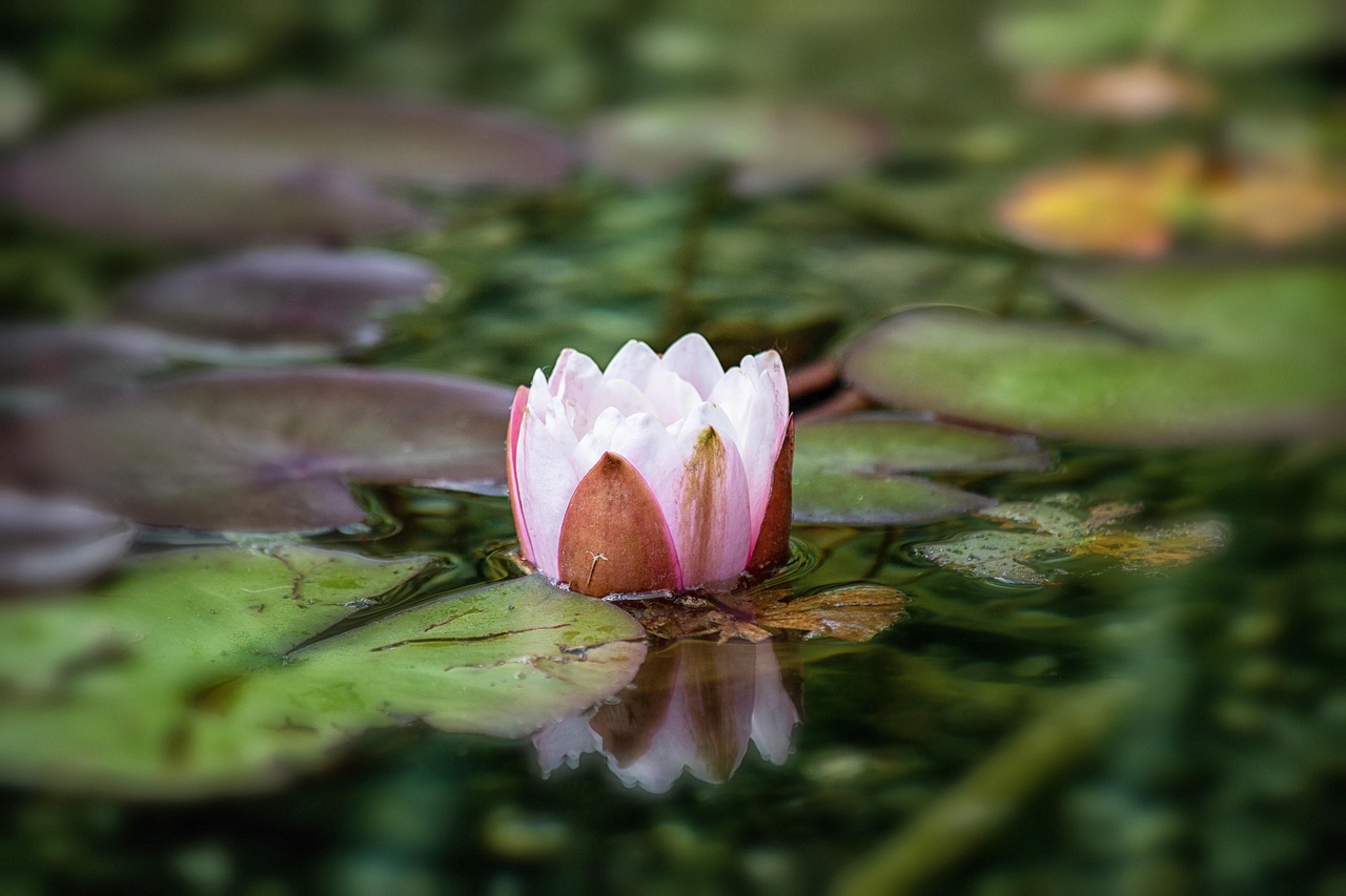 Nénuphar Nuphar Lutea Plante - Photo gratuite sur Pixabay