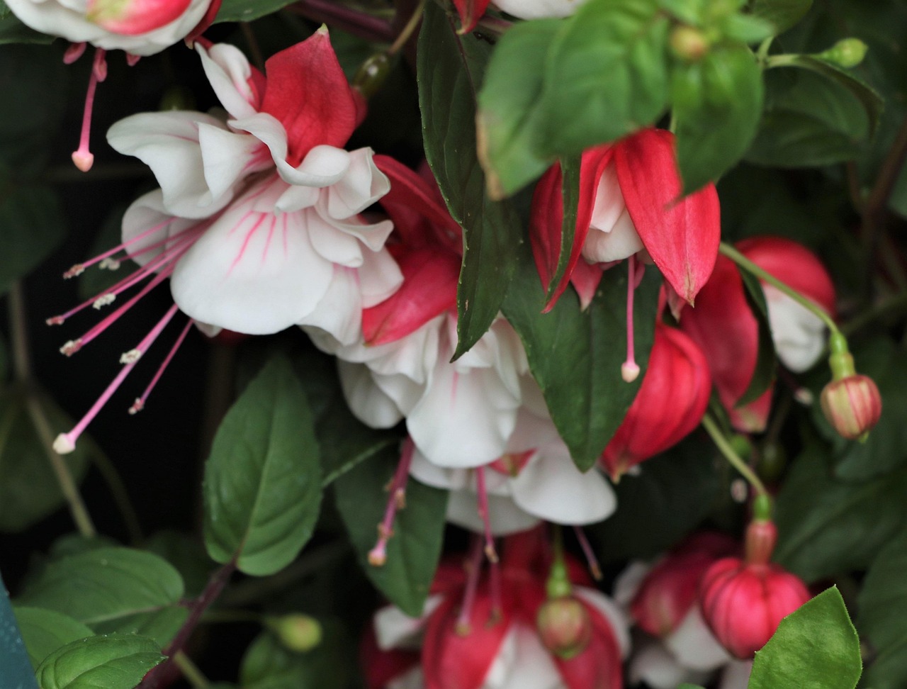 Flowers Fuchsia Wildflower - Free photo on Pixabay - Pixabay