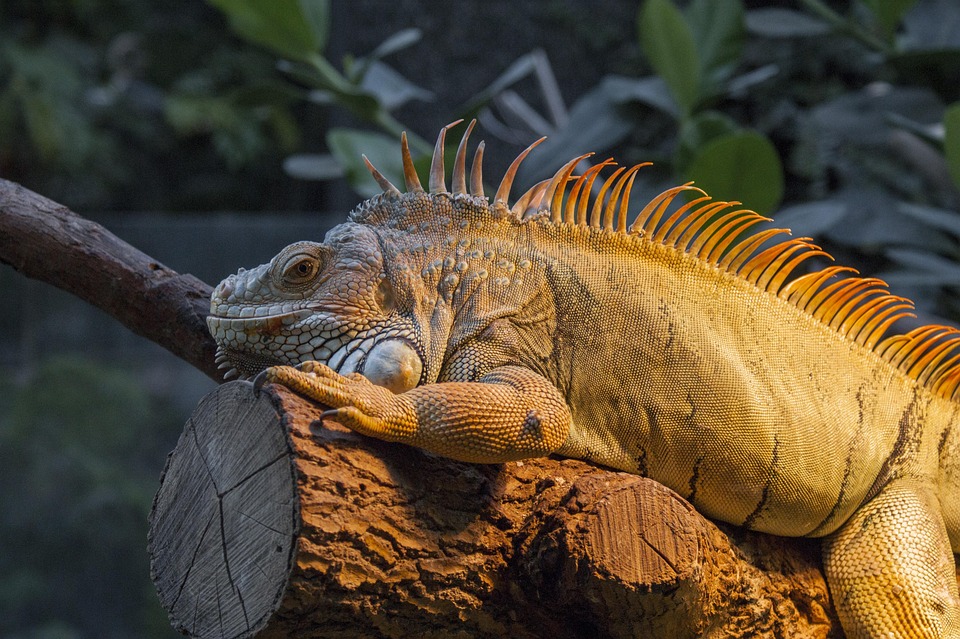 Iguana Zoo Paris - Free photo on Pixabay - Pixabay