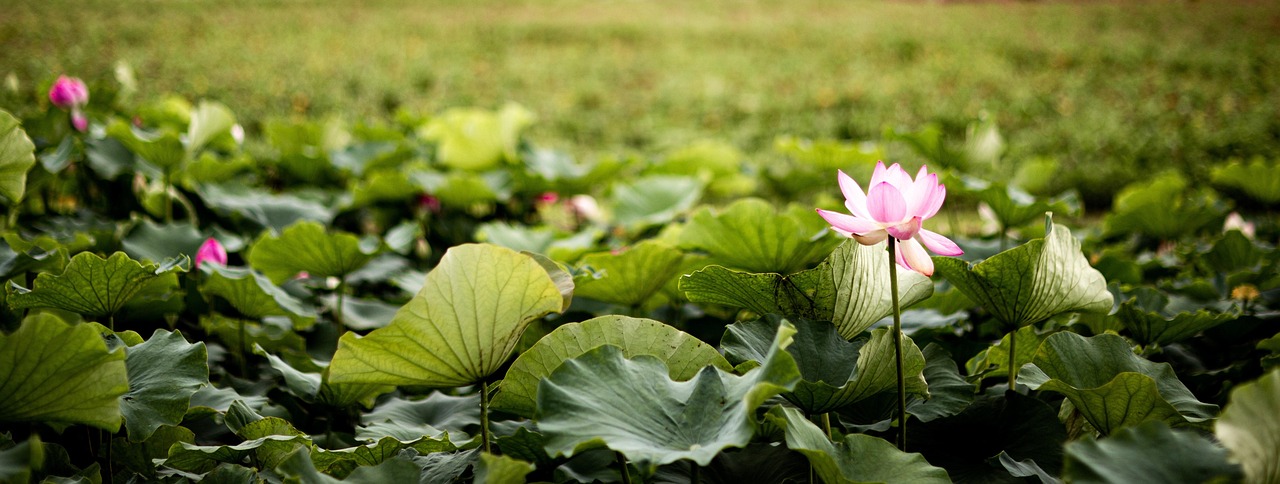 Vert Fleur Lotus Plantes - Photo gratuite sur Pixabay - Pixabay
