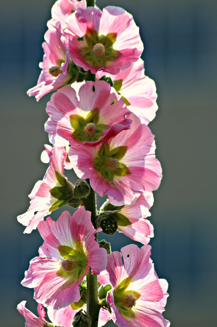Flowers Hollyhock Bloom - Free photo on Pixabay