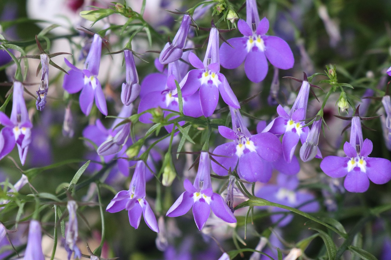 50+ Free 로벨리아 & Lobelia Images - Pixabay