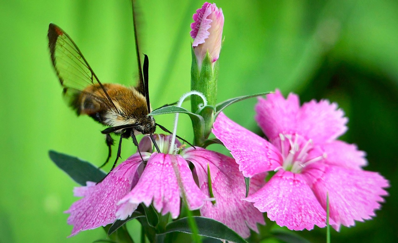 Butterfly Sphinx Nature - Free photo on Pixabay