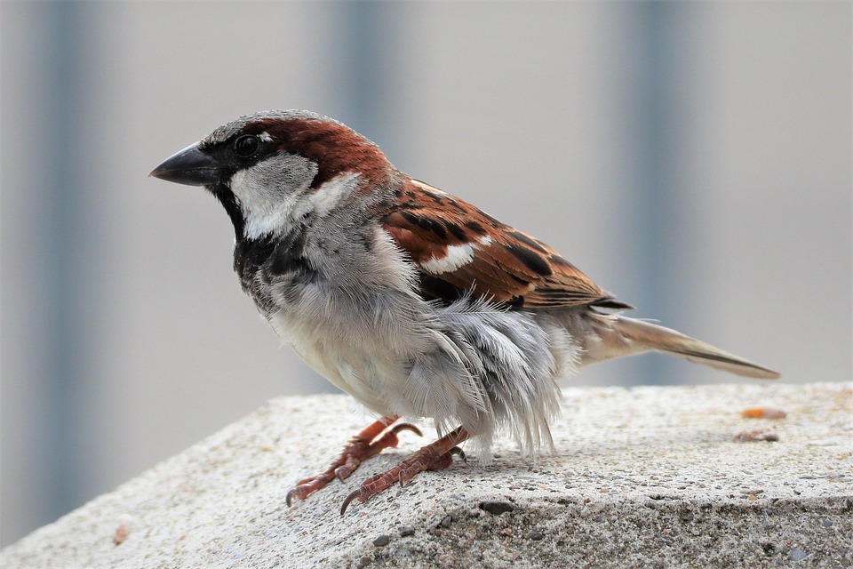Animal Bird Sparrow - Free photo on Pixabay