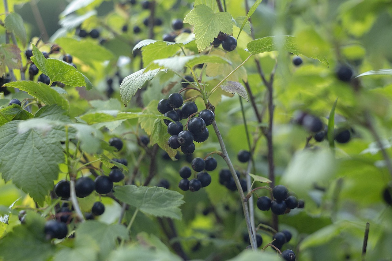 Bær Sommer Friskhet - Gratis foto på Pixabay - Pixabay