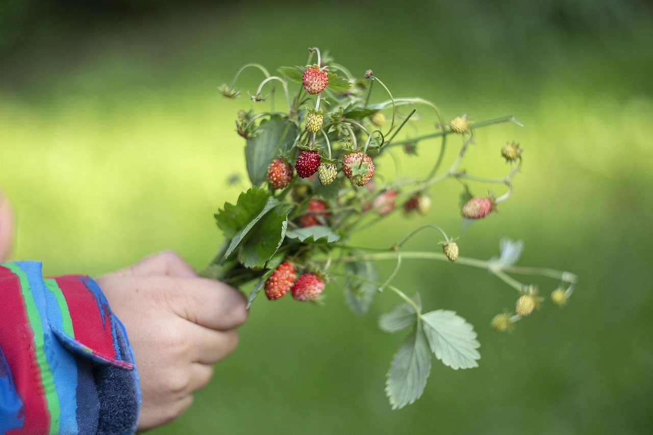 Berries Summer Freshness - Free photo on Pixabay - Pixabay