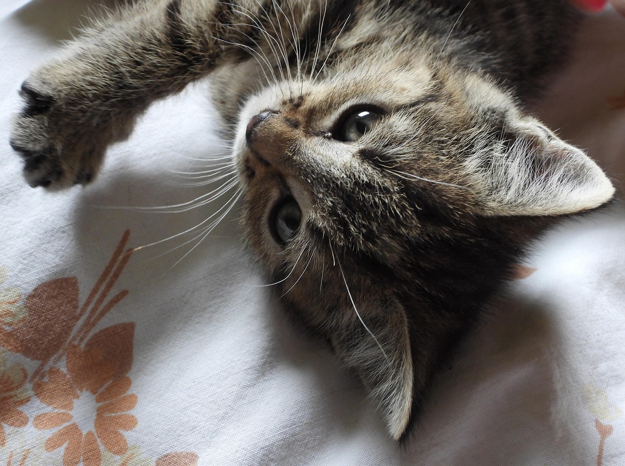 Kitten Kitty Dachowiec - Free photo on Pixabay - Pixabay