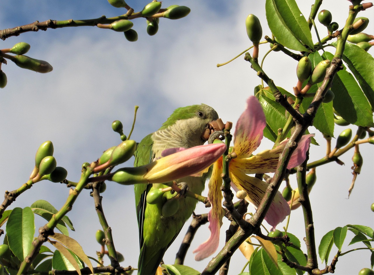 Parrot Eating Flower - Free photo on Pixabay - Pixabay