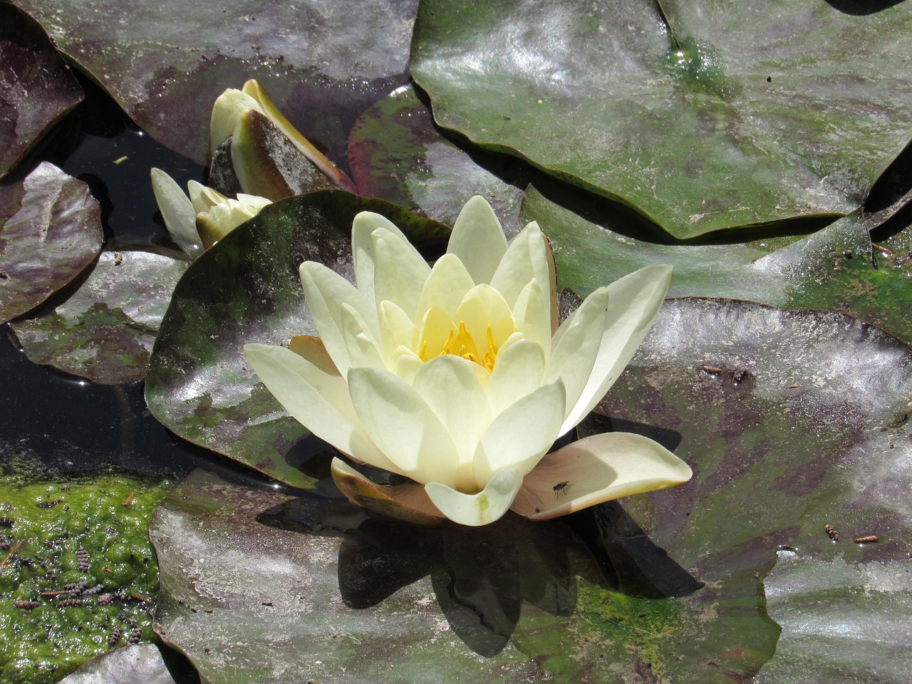 Lotusblume Sommer Wasser Stilles - Kostenloses Foto auf Pixabay - Pixabay