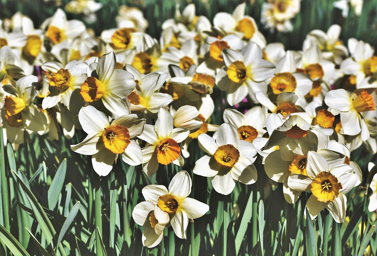 3,000+ Free Daffodils & Nature Images - Pixabay