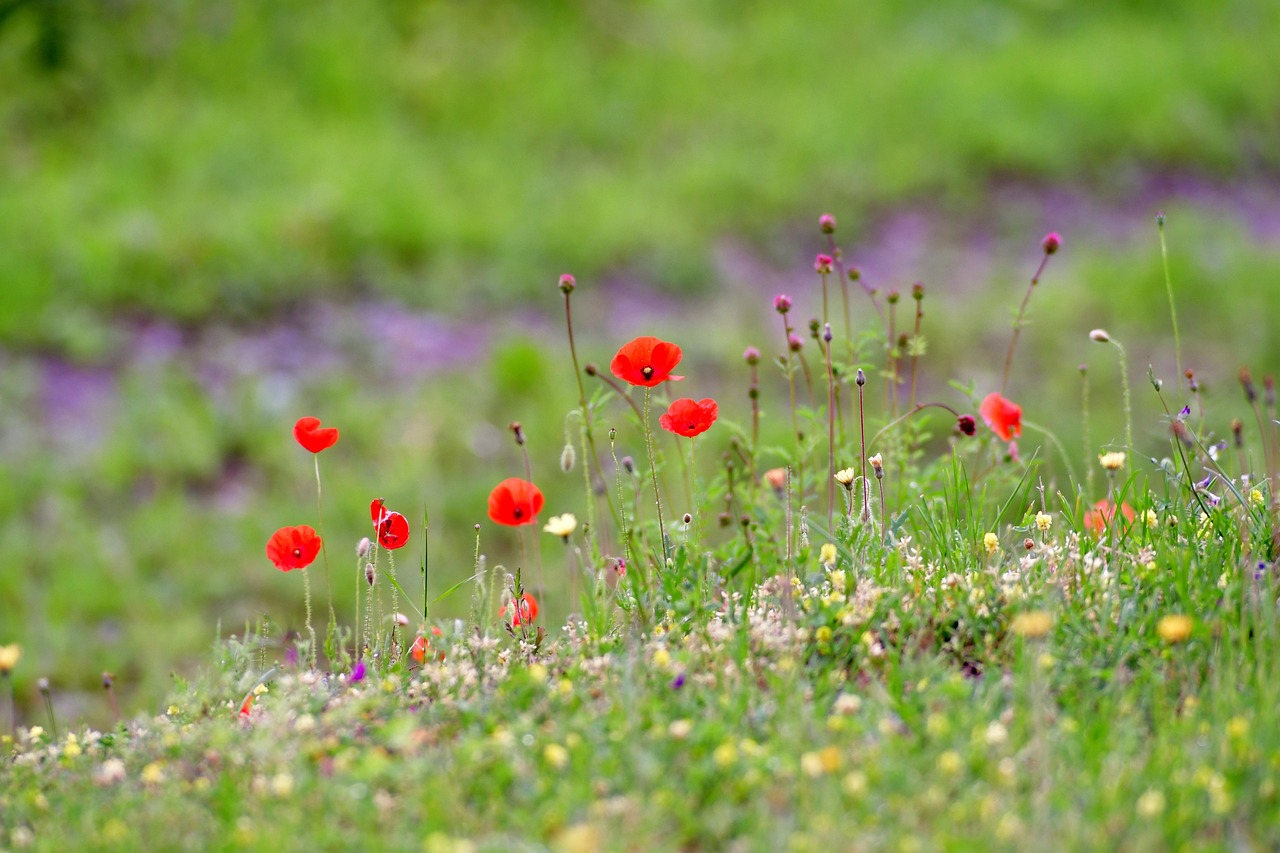 Meer dan 400 gratis afbeeldingen van Veldbloemen en Natuur - Pixabay