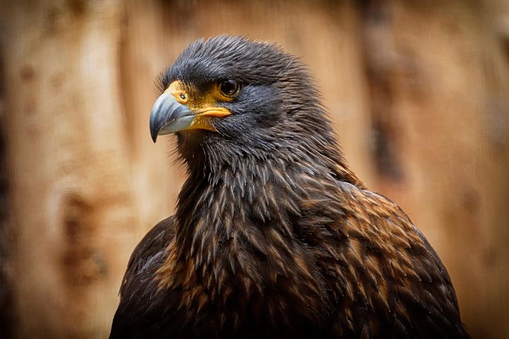 300+ Free Harris & Harry Potter Images - Pixabay