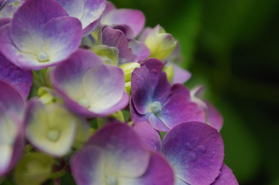 Hydrangea Bunga Bloom - Foto gratis di Pixabay