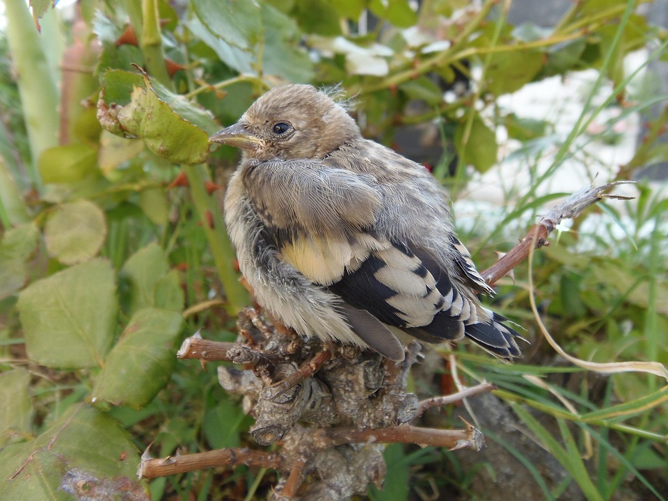 Goldfinch Bird Young - Free photo on Pixabay