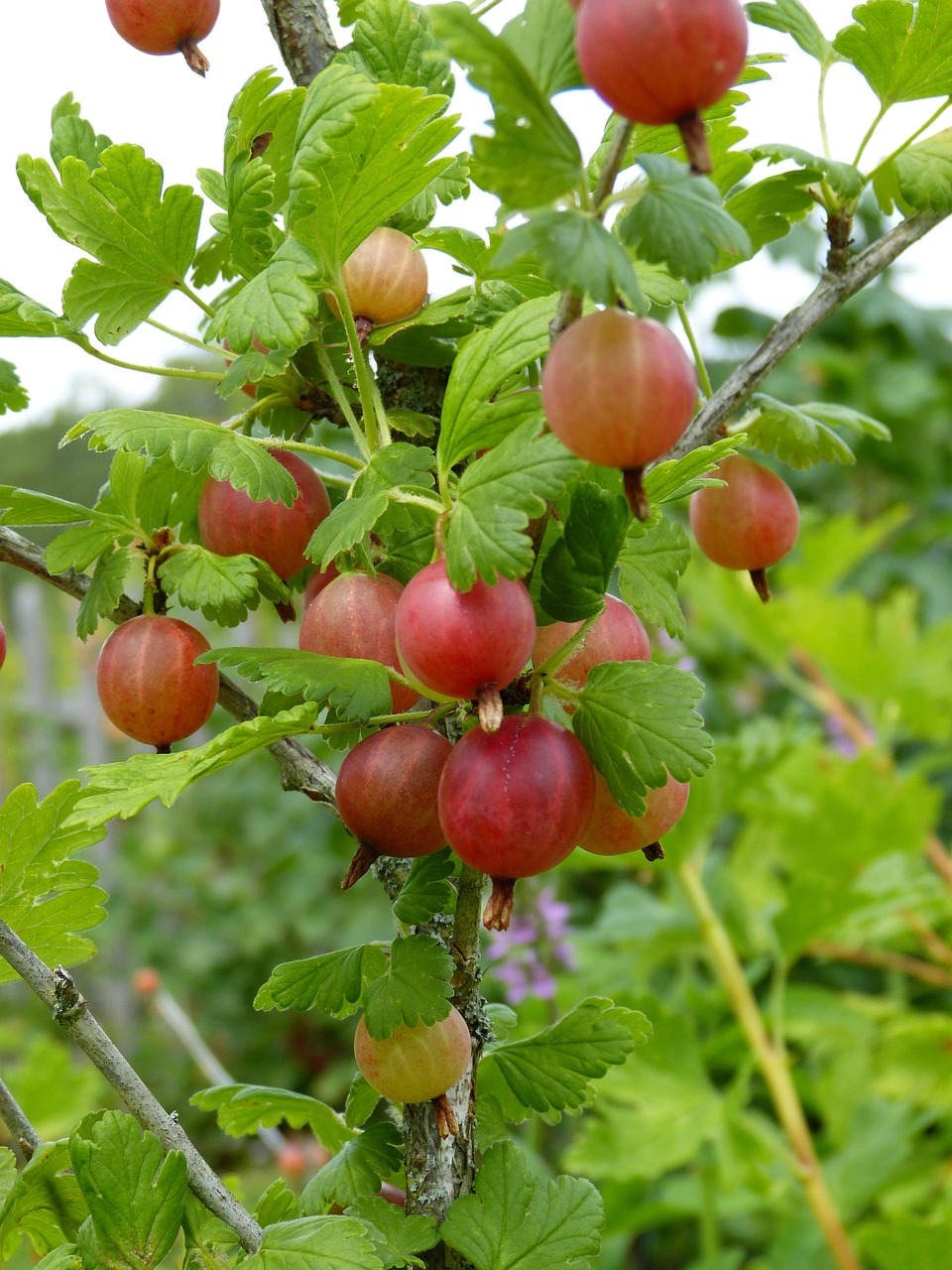 Gooseberry Ribes Fruit - Free photo on Pixabay - Pixabay