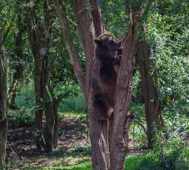 Brown Bear In A Tree - Free photo on Pixabay - Pixabay