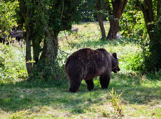 Brown Walking Through Trees - Free photo on Pixabay - Pixabay