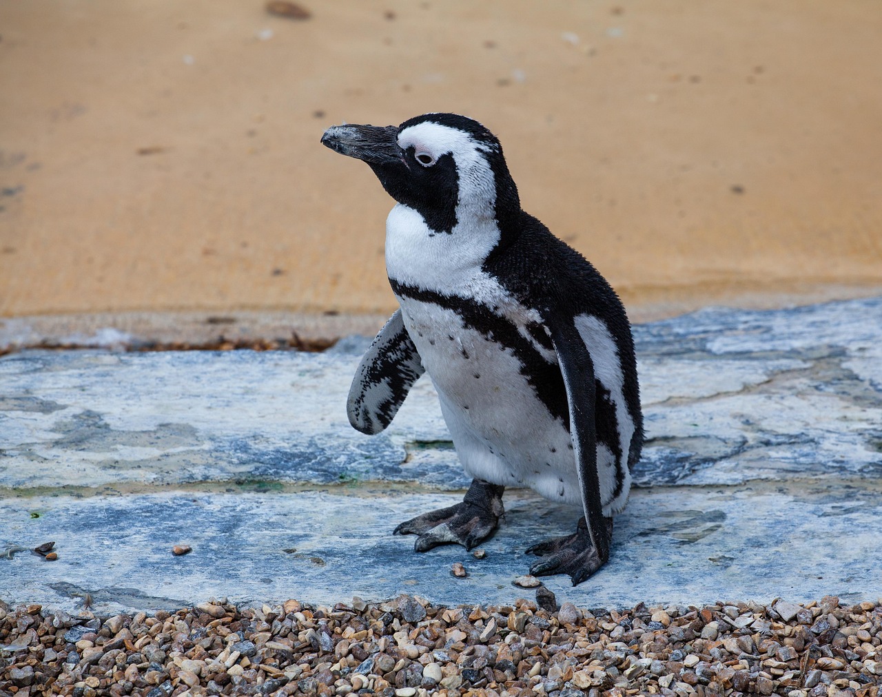 Pingouin Africain Manchot - Photo gratuite sur Pixabay - Pixabay