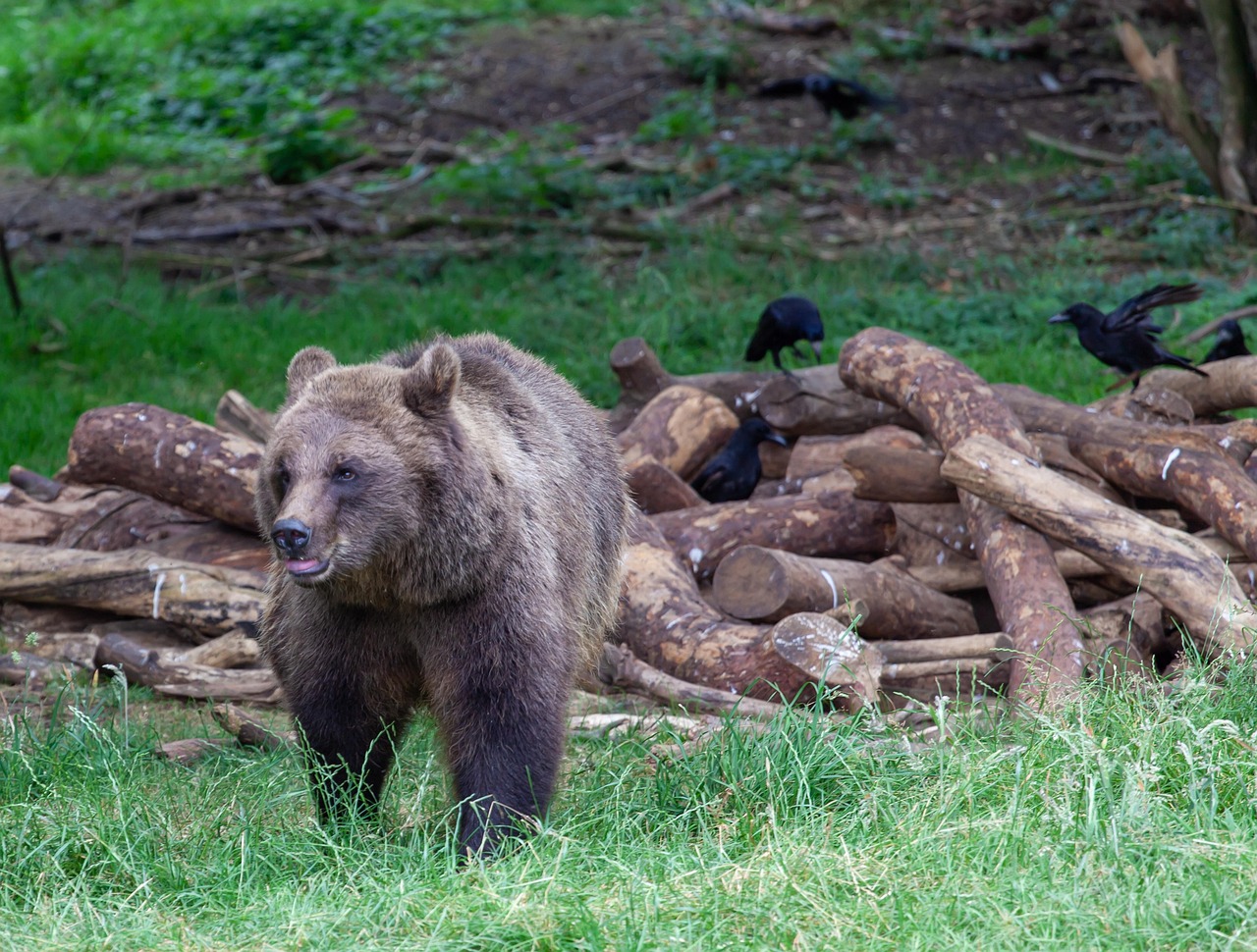 Brown Walking Through Trees - Free photo on Pixabay