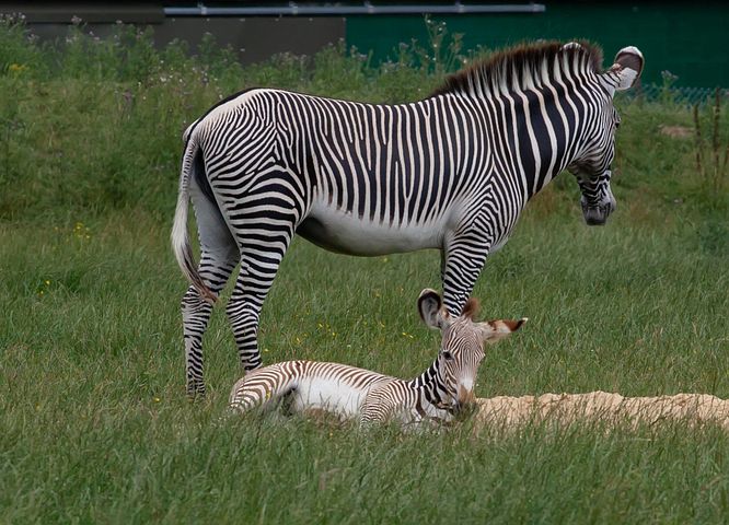 70+ Free Baby Zebra & Zebra Photos - Pixabay