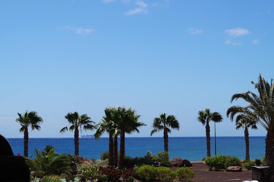 Fuerteventura Palmen Urlaub - Kostenloses Foto auf Pixabay - Pixabay