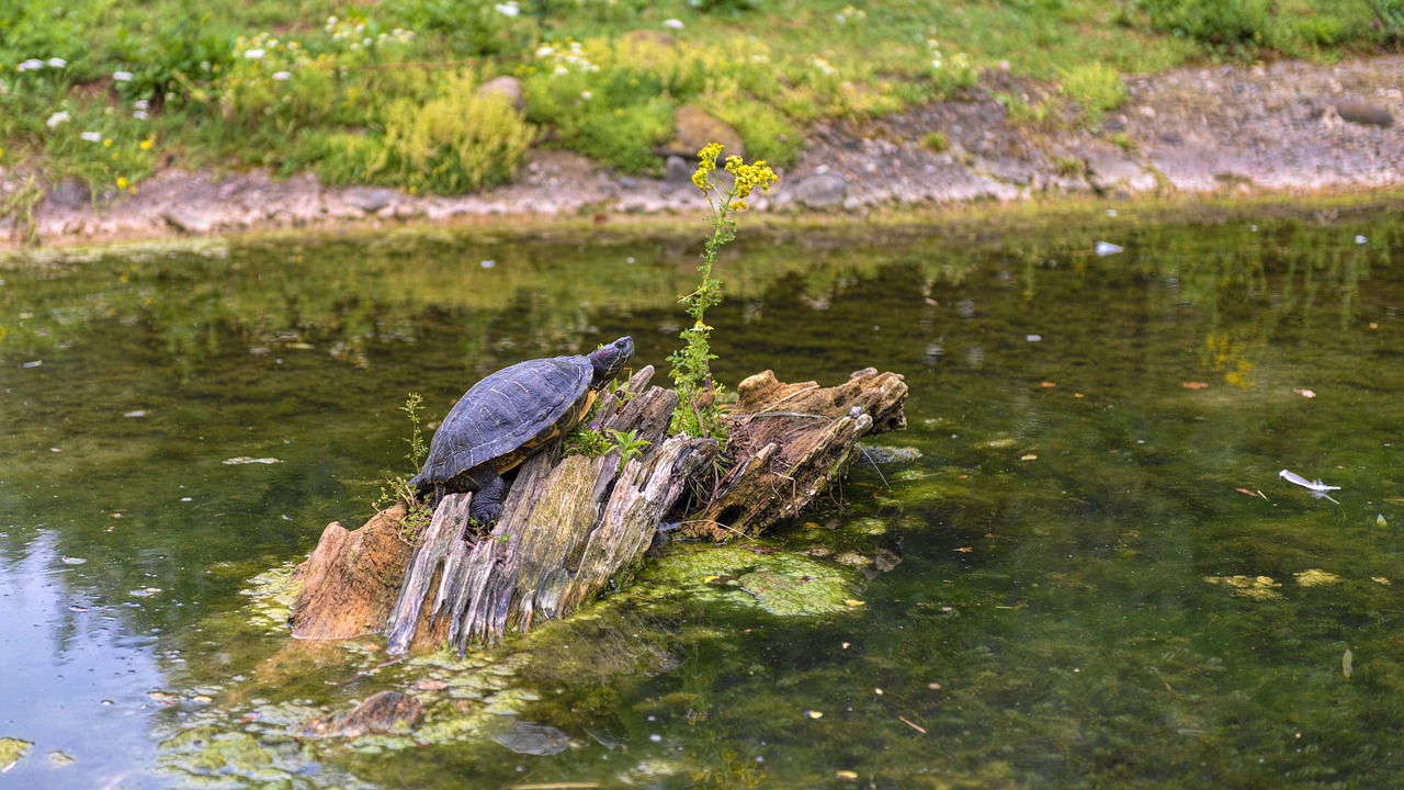 Water Tortoise Reptile - Free photo on Pixabay - Pixabay
