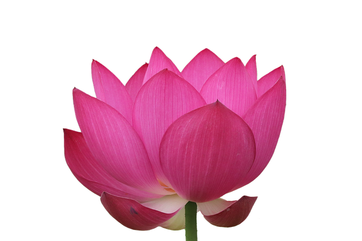 700+ Free Flowers Transparent & Flower Images - Pixabay