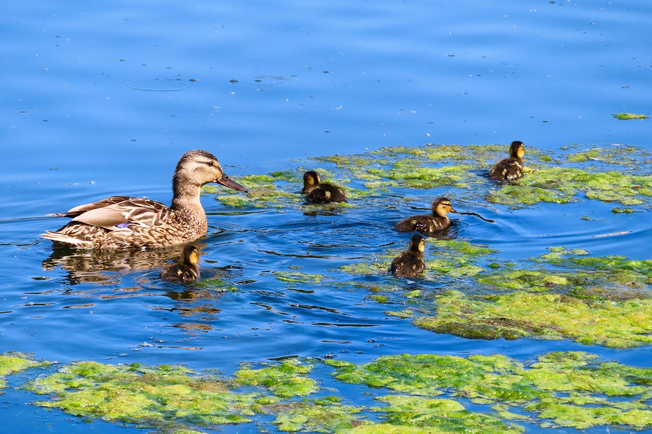 700+ Free Algae & Nature Photos - Pixabay