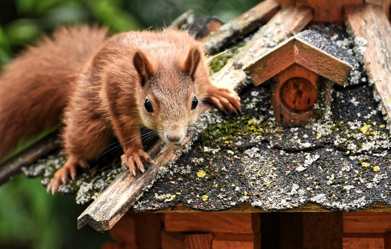 Squirrel Rodent Cute - Free photo on Pixabay - Pixabay