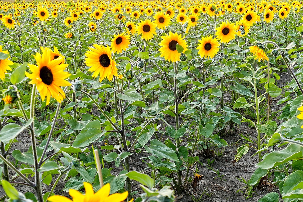 Tournesol Tournesols Fleurs - Photo gratuite sur Pixabay - Pixabay