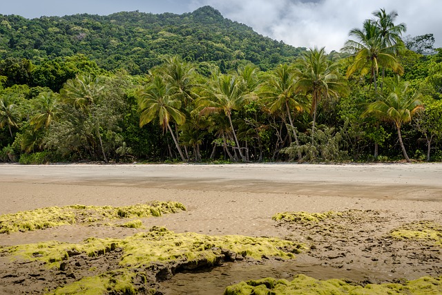 Daintree Australia Queensland - Free photo on Pixabay
