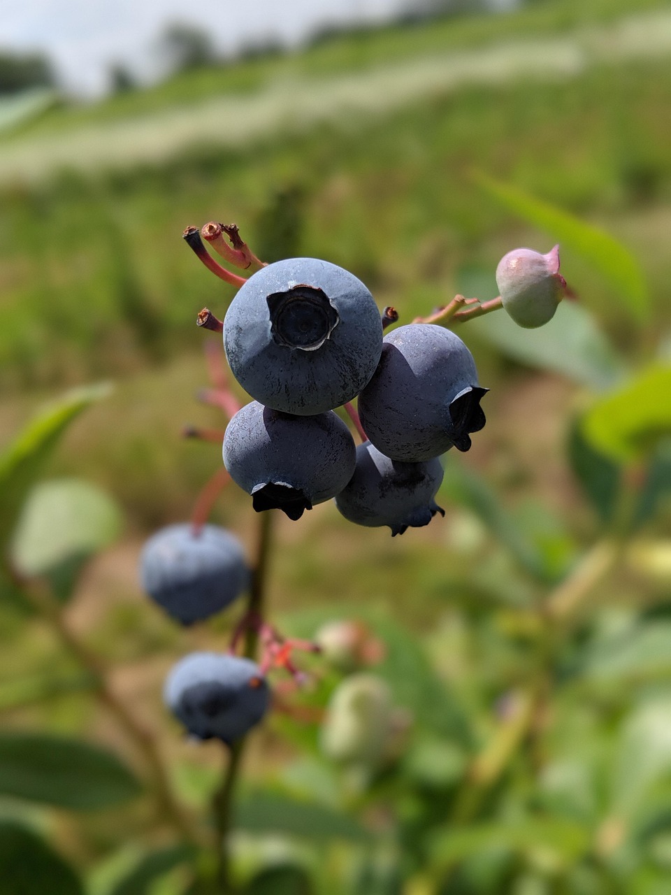 Blueberry Farm Fruit - Free photo on Pixabay - Pixabay