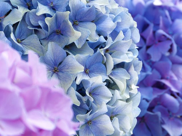 2,000+ Free Hydrangea & Nature Photos - Pixabay