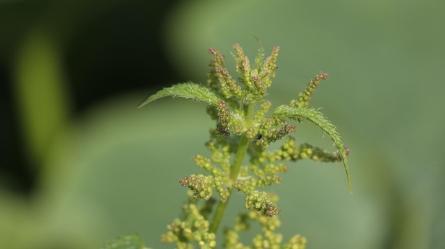 Nettle Flower Flora - Free photo on Pixabay - Pixabay