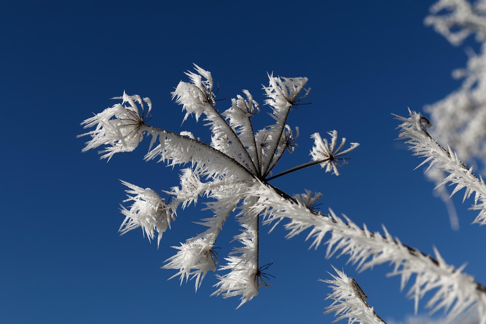 Plante Givre Hiver - Photo gratuite sur Pixabay - Pixabay