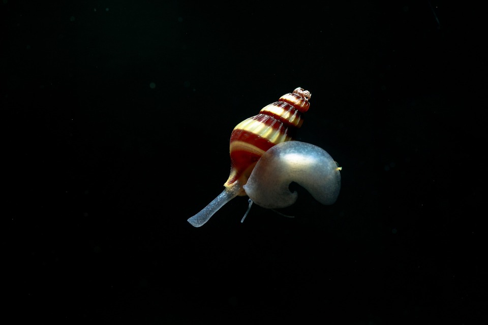 Snail Fish Helena - Free photo on Pixabay - Pixabay
