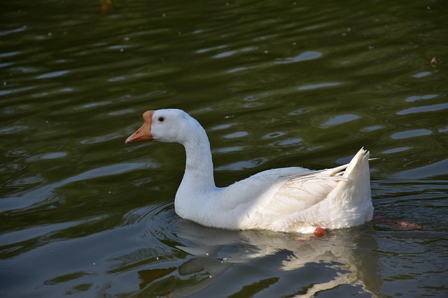Animal Oie Plume - Photo gratuite sur Pixabay - Pixabay