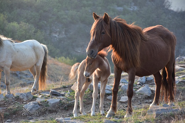 Horse White Animal Yellow - Free photo on Pixabay - Pixabay