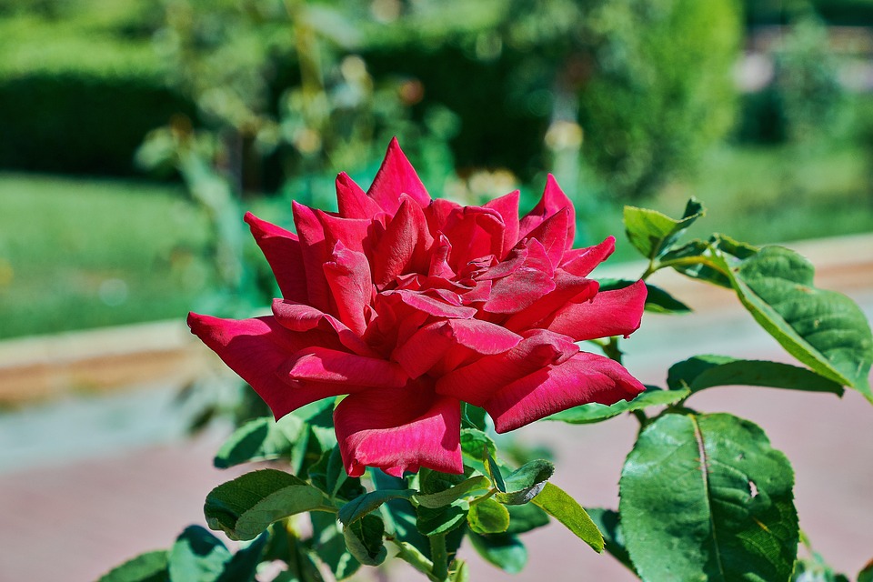 Ruusu Punainen Arkkia - Ilmainen valokuva Pixabayssa - Pixabay