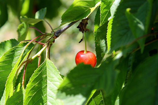 Kirsikka Kirsikkapuu Luonto - Ilmainen valokuva Pixabayssa - Pixabay